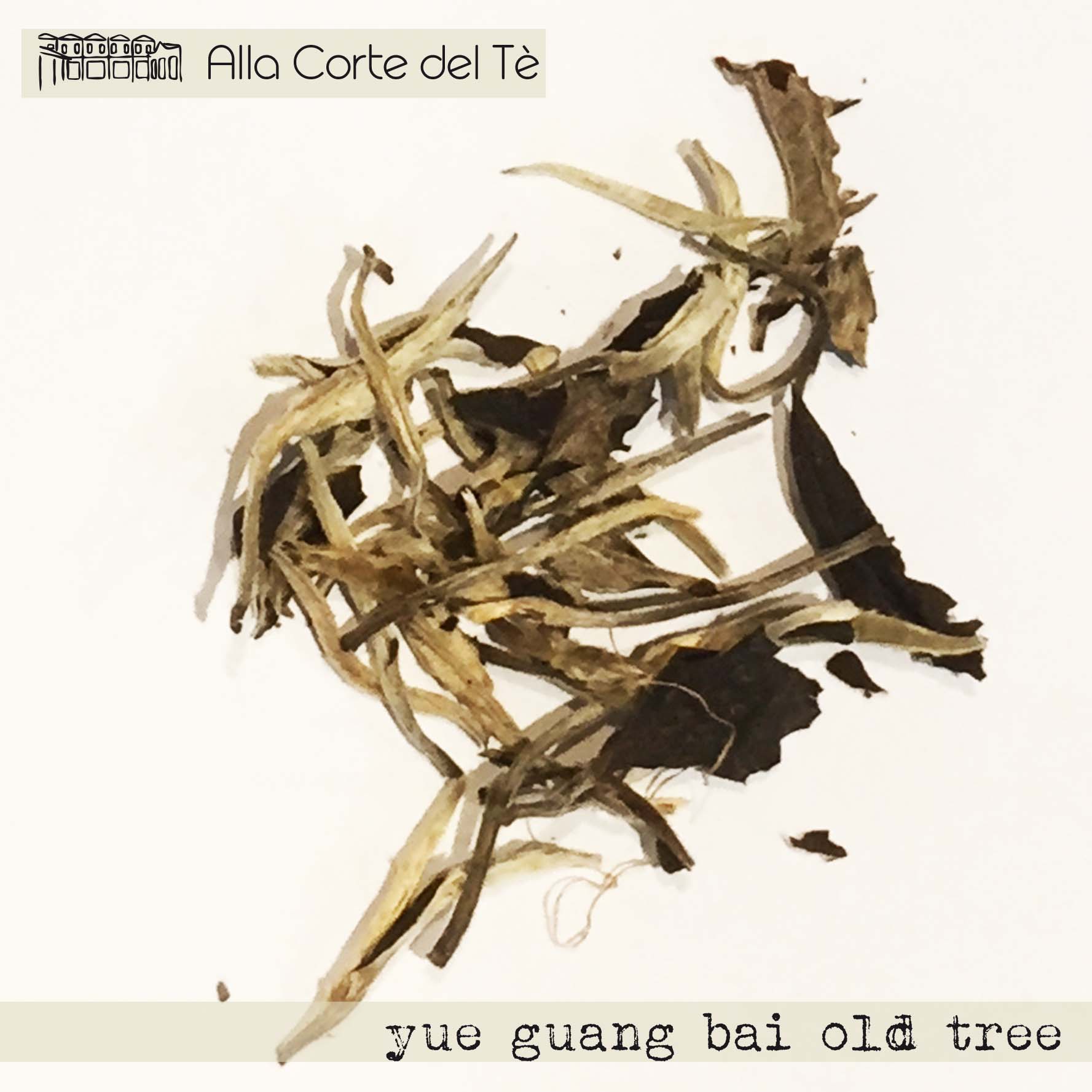 YUE GUANG BAI OLD TREE - Alla Corte del Tè